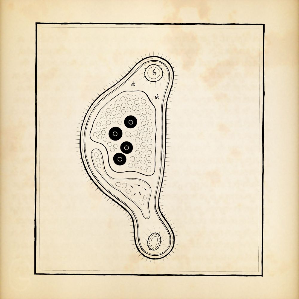 Cytographia by Golan Levin | Verse